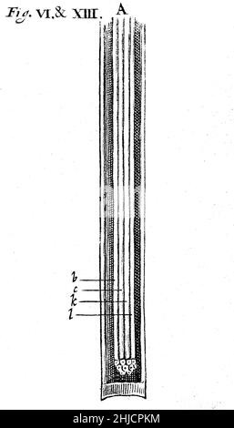 I think, therefore I am - 17th century French philosopher and ...