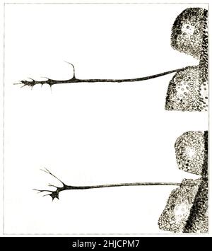 Ross Granville Harrison (1870-1959), US biologist and anatomist ...