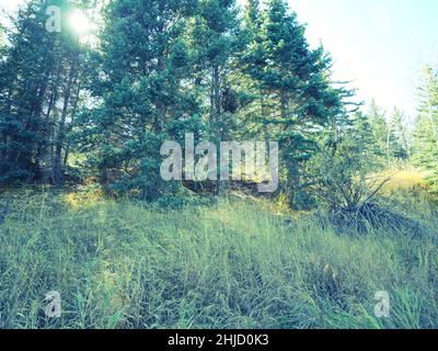 San Isabel Lake, Rye, Colorado Stock Photo - Alamy