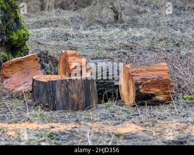 picture with thick wooden blocks, trees in bright orange color Stock ...