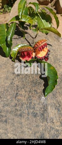 Wild fruit, Minas Gerais, Brazil Stock Photo - Alamy