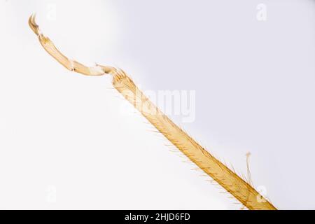 Leg of a female bed bug as seen under a light microscope Stock Photo ...