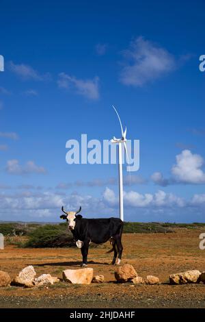 Windmill Farm Curaçao Stock Photo - Alamy