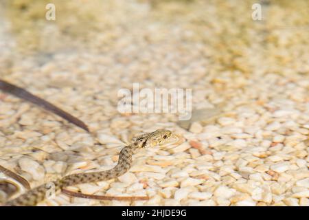 Dice snake (Natrix tessellata) semi-aquatic snake in the family ...