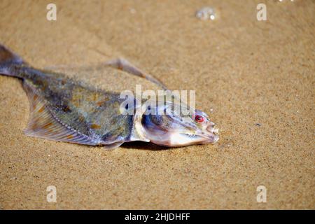 stranded flounder on the beach Stock Photo - Alamy