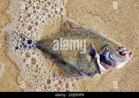 stranded flounder on the beach Stock Photo - Alamy