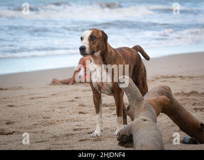 White and Brown Mongrel Dog Walking in the Sand of Palomino's Beach in ...
