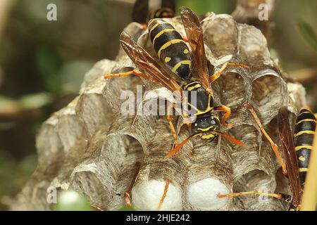 Chinese umbrella paper wasp (Polistes chinensis Stock Photo - Alamy
