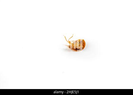 Dead bed bug killed with chemicals. Side on view upside down isolated ...