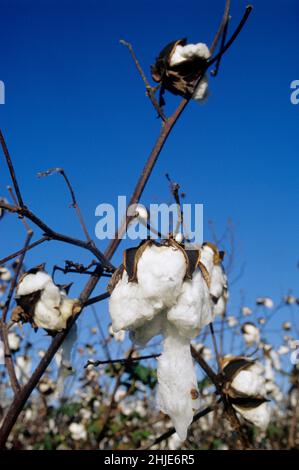 USA CULTURE DU COTON LOUISIANE Stock Photo - Alamy