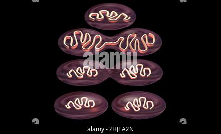 Cell dividing . Mitochondria splitting, DNA replication. 3d render ...