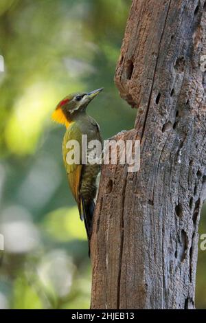 Lesser lesser yellownape (Picus chlorolophus), adult female, clinging ...
