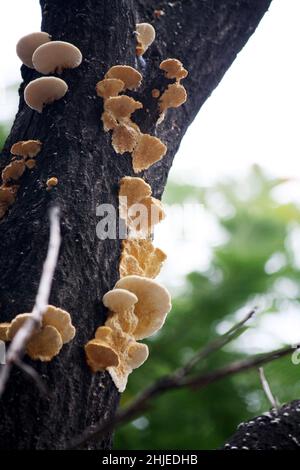 Artist’s conk (Ganoderma applanatum Stock Photo - Alamy