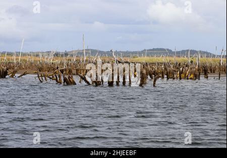 Chepu Suken Forest, Chiloe, Chile Stock Photo - Alamy