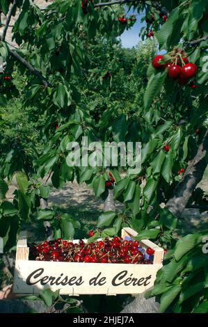 france cherry crates cherries cherry trees early fruits ceret pyrenees ...