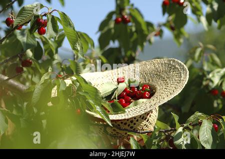 france cherry crates cherries cherry trees early fruits ceret pyrenees ...