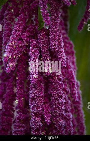Beautiful purple Amaranthus Cadatus covered in frost on a cold fall ...