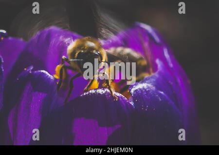 family of violet crocuses and flying bees insect in spring garden Stock ...