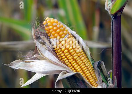 Fusarium ear rot symptoms on kernels. A serious disease of maize caused ...