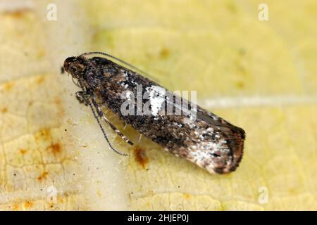 Caterpillar of leek moth or onion leaf miner Acrolepia assectella ...