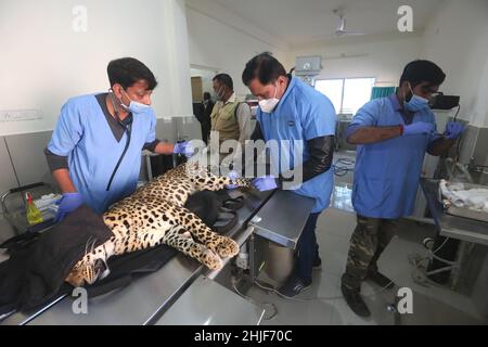 A veterinary doctor treats a 2 yrs old injured Leopard in a hospital at ...