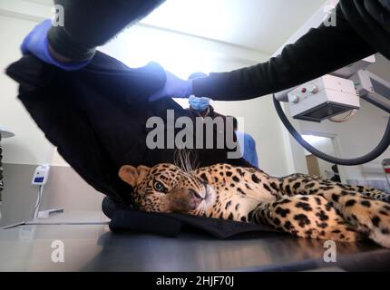 A veterinary doctor treats a 2 yrs old injured Leopard in a hospital at ...
