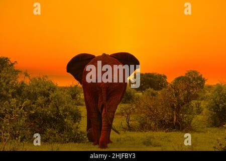Elephants and sunset in the Tsavo East and Tsavo West National Park in ...
