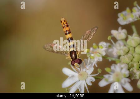 Hover fly Episyrphus baleatus foraging on flower Stock Photo - Alamy