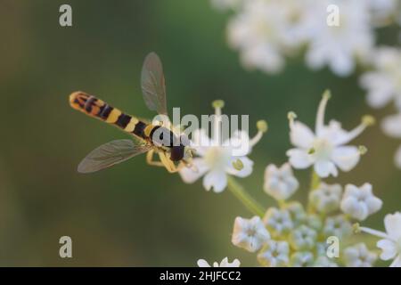 Hover fly Episyrphus baleatus foraging on flower Stock Photo - Alamy