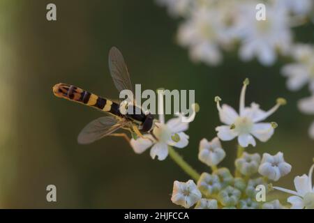 Hover fly Episyrphus baleatus foraging on flower Stock Photo - Alamy