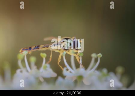 Hover fly Episyrphus baleatus foraging on flower Stock Photo - Alamy