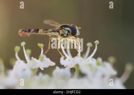 Hover fly Episyrphus baleatus foraging on flower Stock Photo - Alamy
