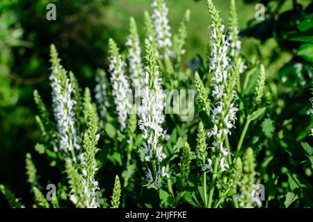 Large evergreen shrub with flowers of Salvia White Rain (Whorled Sage ...