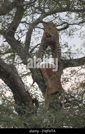Closeup of a young male leopard dragging up a killed impala in a tree ...
