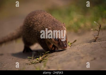 A mongoose is a small terrestrial carnivorous mammal belonging to the ...