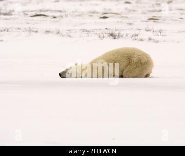 female polar bear laying down on snow covered ice near Churchill ...