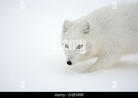 An arctic fox running and digging in the snow covered ground during an ...