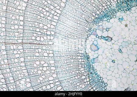 Tilia (plant) young stem as viewed through a light microscope Stock ...