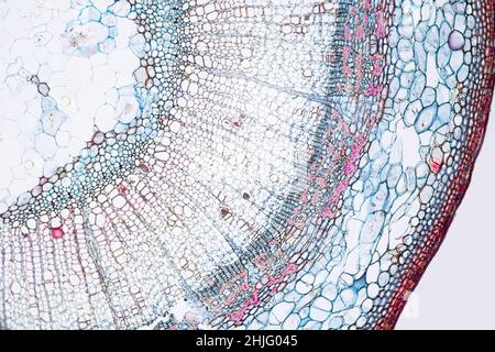 Tilia (plant) young stem as viewed through a light microscope Stock ...