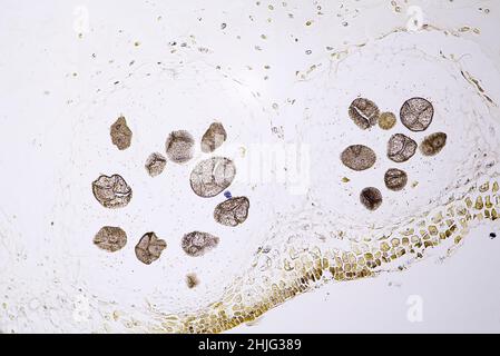 Algae under a microscope. The microscopic world Stock Photo - Alamy