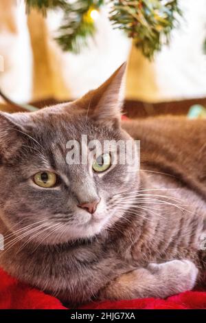 tabby cat under the christmas tree at home Stock Photo - Alamy