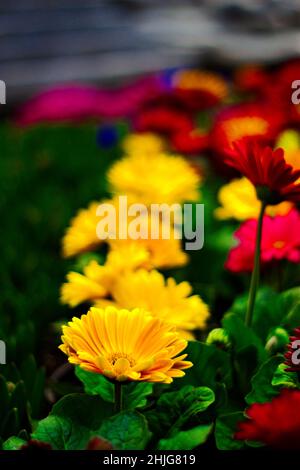 Vertical shot of blooming pot marigolds in a garden under the sunlight ...