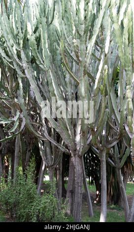 Cactus garden, Palm trees, Palmeral (Palm Grove) of Elche, UNESCO World ...