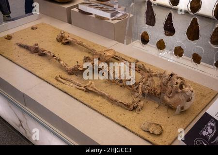 A skeleton of bones in a human form anatomy of a person in a cage ...
