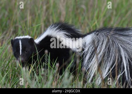 Striped skunk (Mephitis mephitis) foraging in forest, native to ...