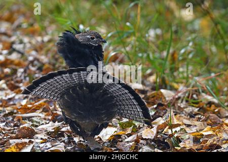 A Ruffed Grouse, Bonasa umbellus) tail feather isolated on white Stock ...