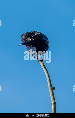 Carrion crow preening itself Stock Photo - Alamy