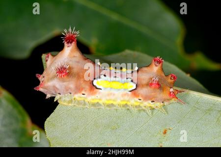 Australian cup moth larva Stock Photo - Alamy