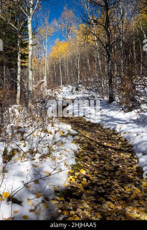 Snow lining the Aspen Trail in the Teton Mountains high above Teton ...