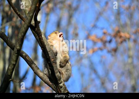Barbary macaques in the enclosure at Affenberg, Salem in Germany Stock ...